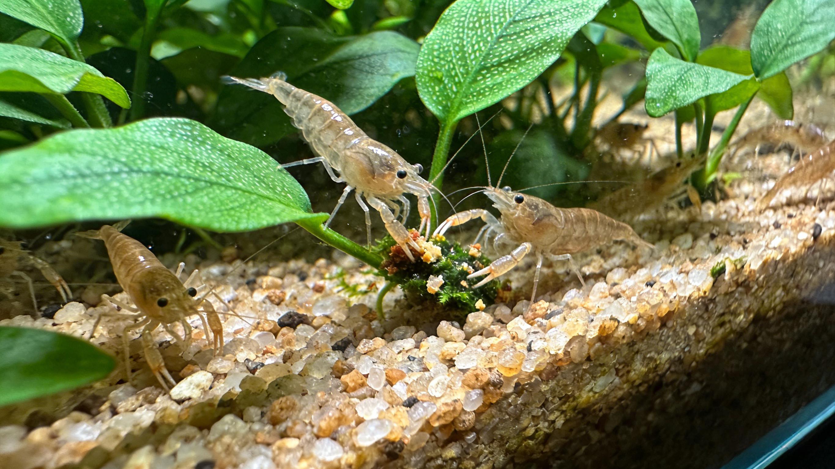 Scuds (Gammarus): Tiny Scavengers for Nano Tanks